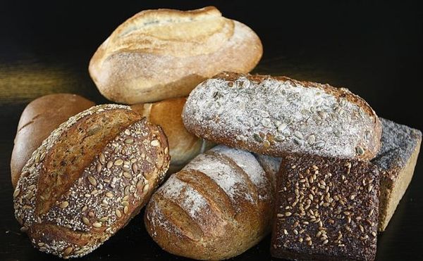 Can Dogs Eat Sourdough Bread? | SnapCalorie Blog